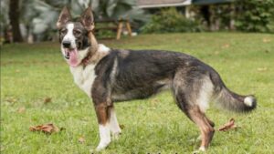 Panda German Shepherd: A Guide to This Unique Breed