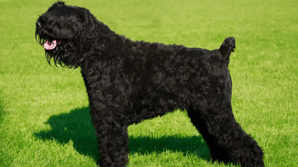 Giant Terrier Breeds: Facts and Traits