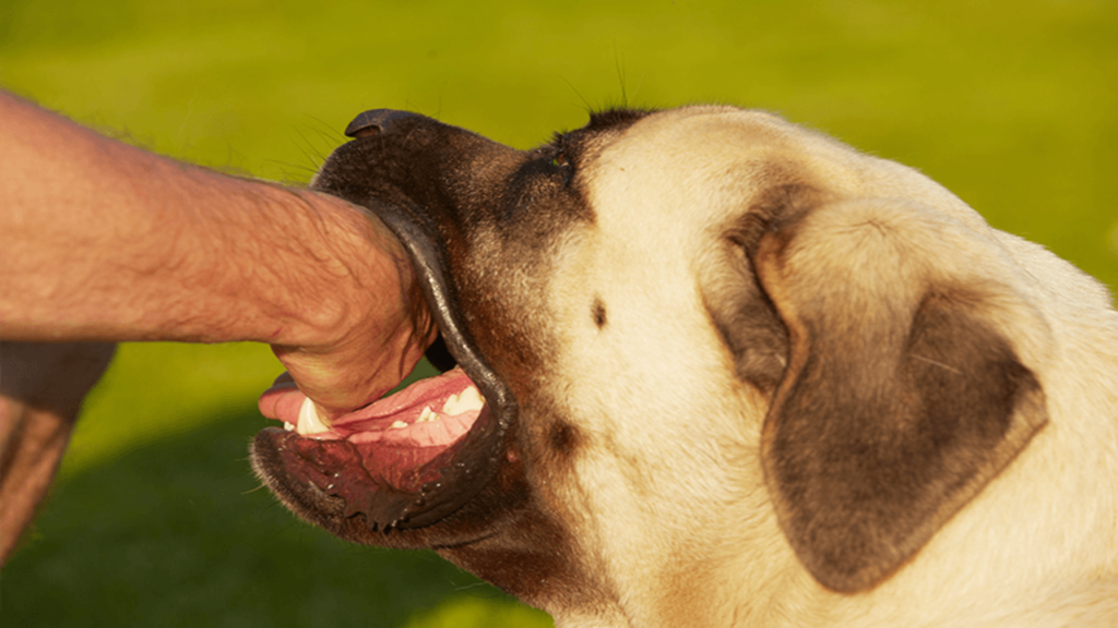 California Dog Bite Laws: When is the owner responsible?