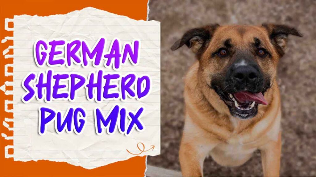 German Shepherd Pug Mix - A Guide to This Unique Breed