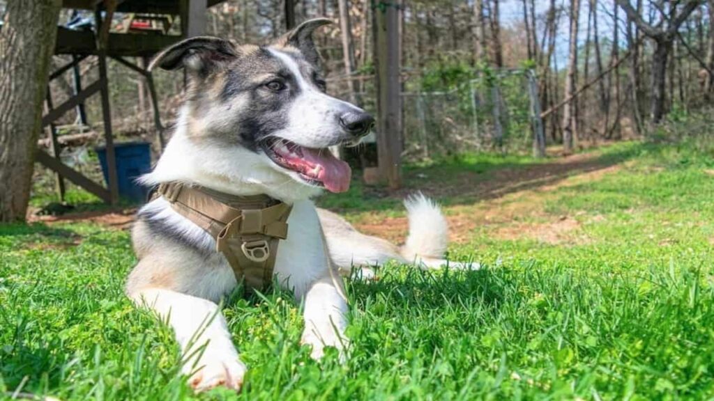 Panda German Shepherd: A Guide to This Unique Breed