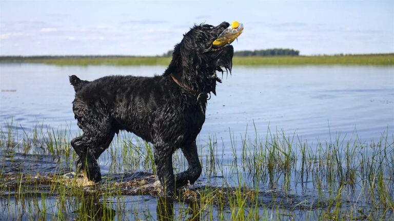 Giant Terrier Breeds: Facts and Traits