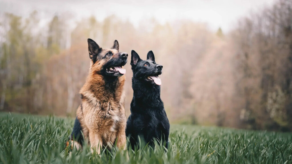 Panda German Shepherd: A Guide to This Unique Breed