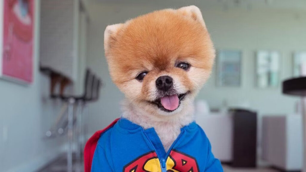Meet Jiffpom: A Guide To This Unique Breed