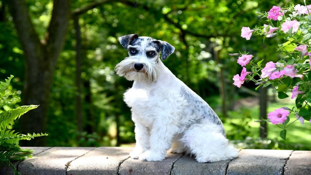 Blue Merle Mini Schnauzer: Follow This Guideline