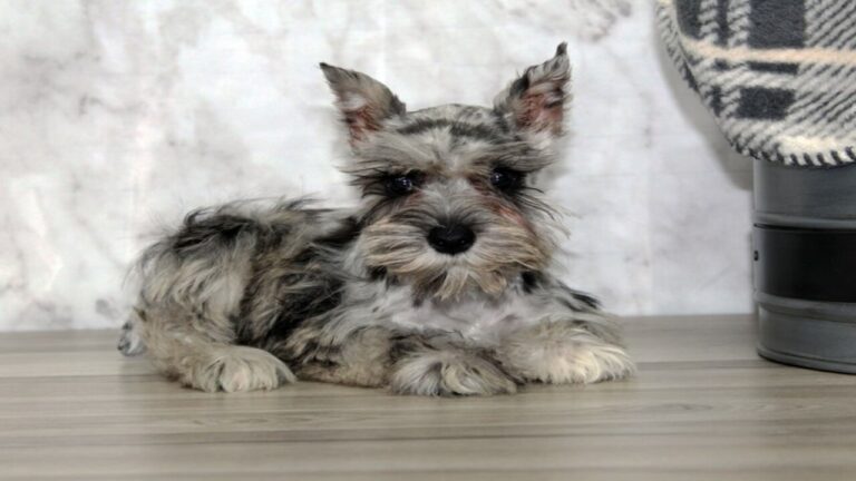 The Majestic Merle Schnauzer: A Unique Coat Of Colors