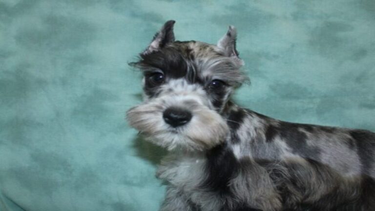 Blue Merle Mini Schnauzer: Follow This Guideline