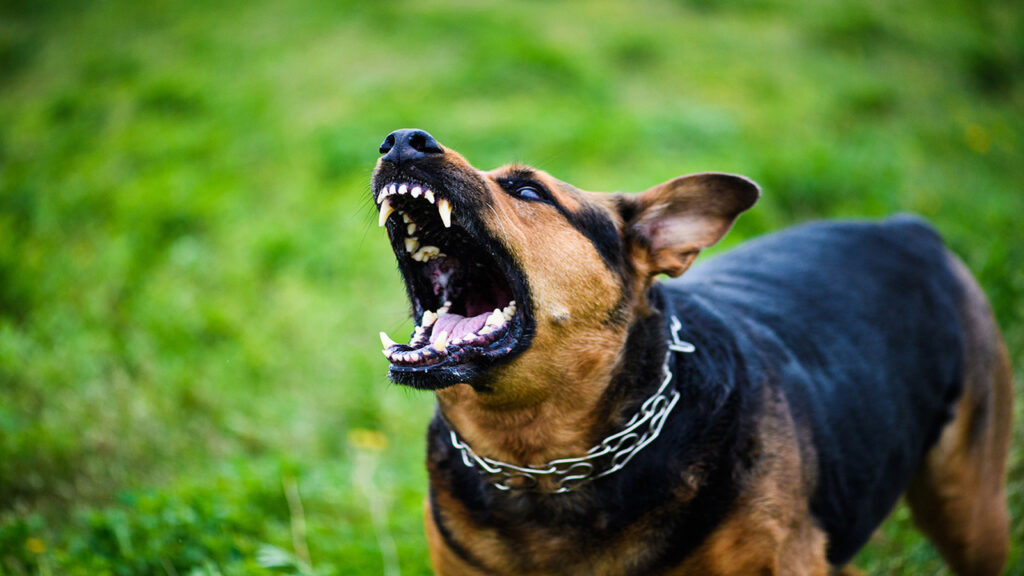 Seattle Dog Bite Laws: Expert Tips and Solutions