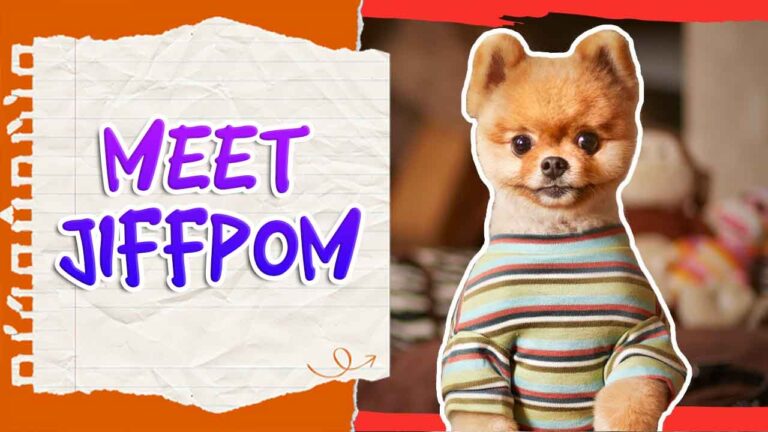 Meet Jiffpom: A Guide To This Unique Breed