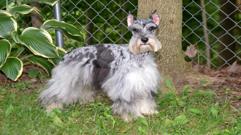 The Majestic Merle Schnauzer: A Unique Coat Of Colors