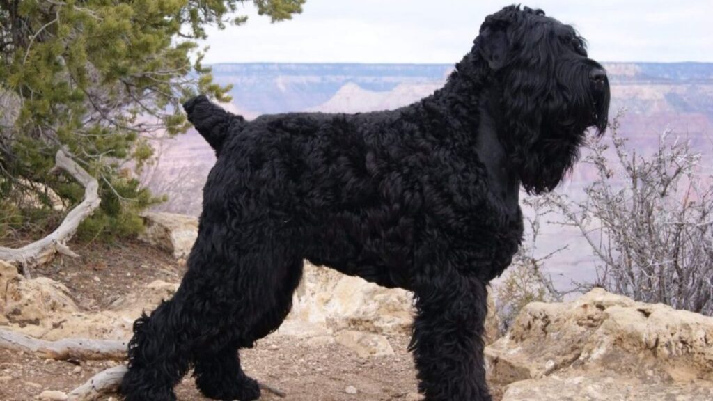 Giant Terrier Breeds: Facts and Traits
