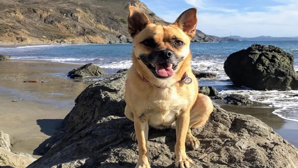 German Shepherd Pug Mix - A Guide to This Unique Breed