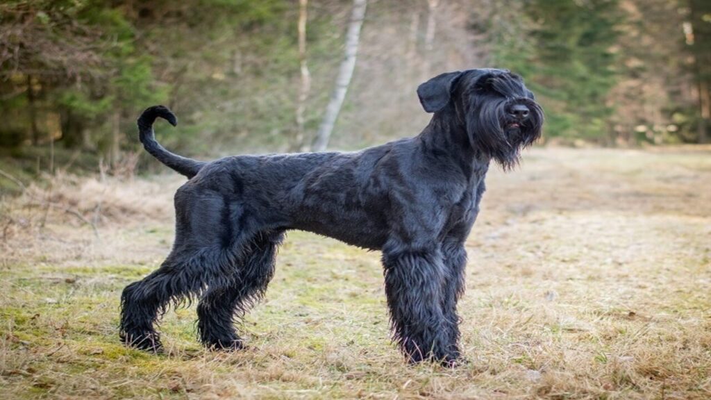 Black And Silver Giant Schnauzer - Dog Facts and Information