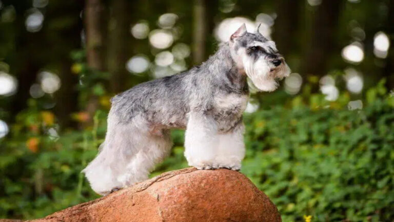 The Majestic Merle Schnauzer: A Unique Coat Of Colors