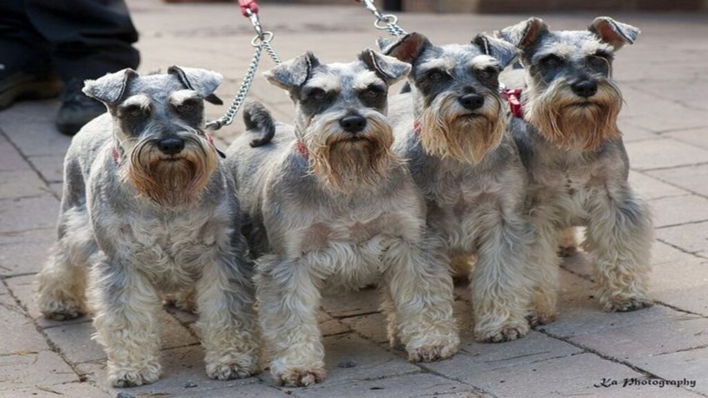 DW Miniature Schnauzers: Details Guide Of This Breeds