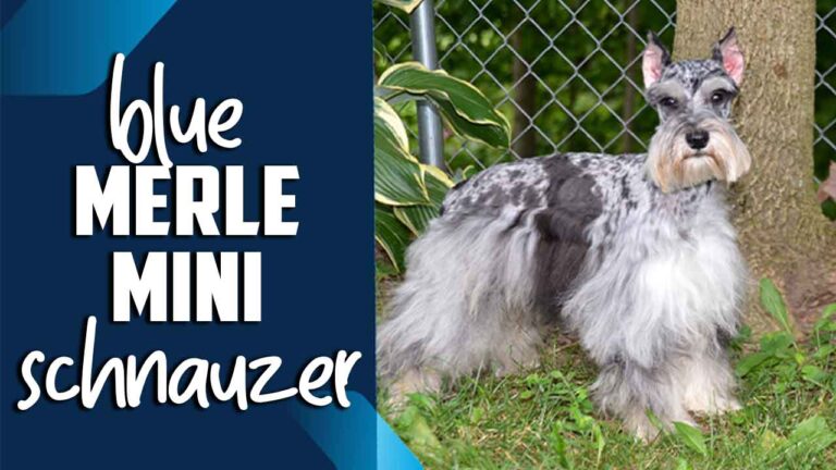 Blue Merle Mini Schnauzer: Follow This Guideline