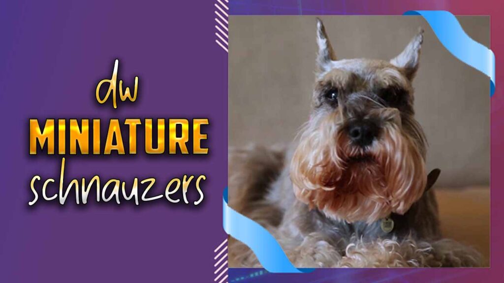 DW Miniature Schnauzers: Details Guide Of This Breeds