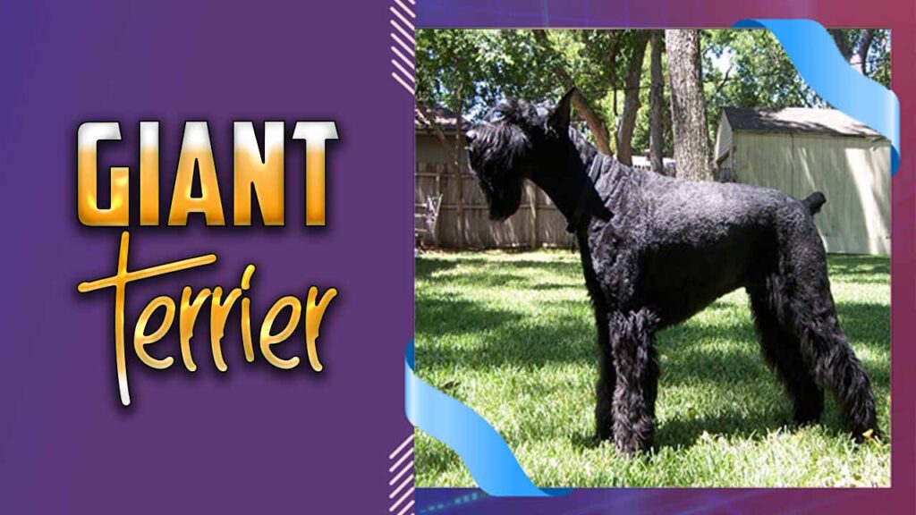Giant Terrier Breeds: Facts and Traits