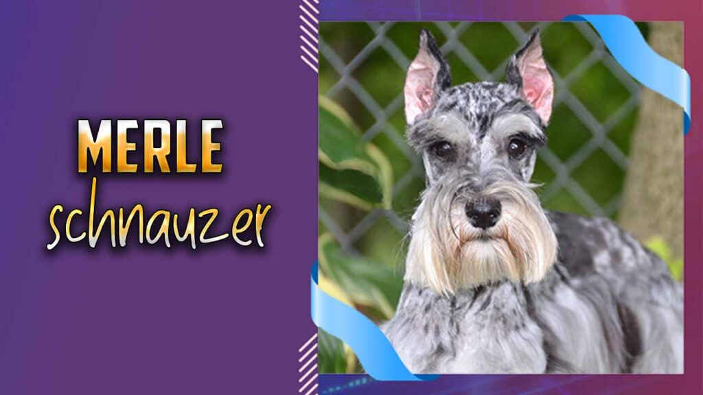 The Majestic Merle Schnauzer: A Unique Coat Of Colors