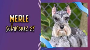 The Majestic Merle Schnauzer: A Unique Coat Of Colors
