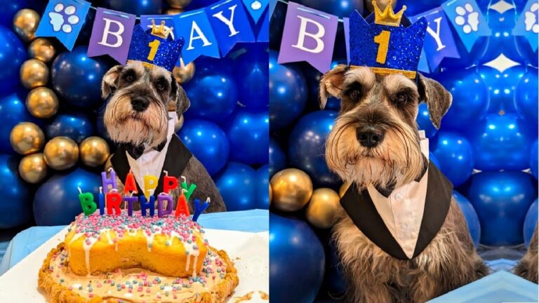 Happy Birthday Schnauzer