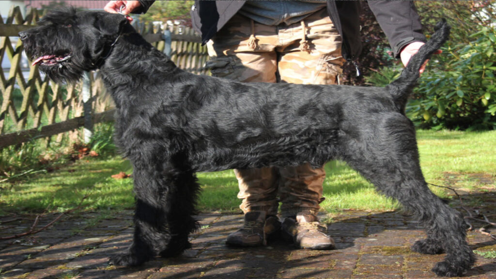 Giant Schnauzer Police Dog: Ultimate Guardian