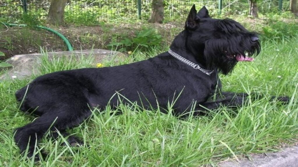 Giant Schnauzer Weight- Proven Strategies