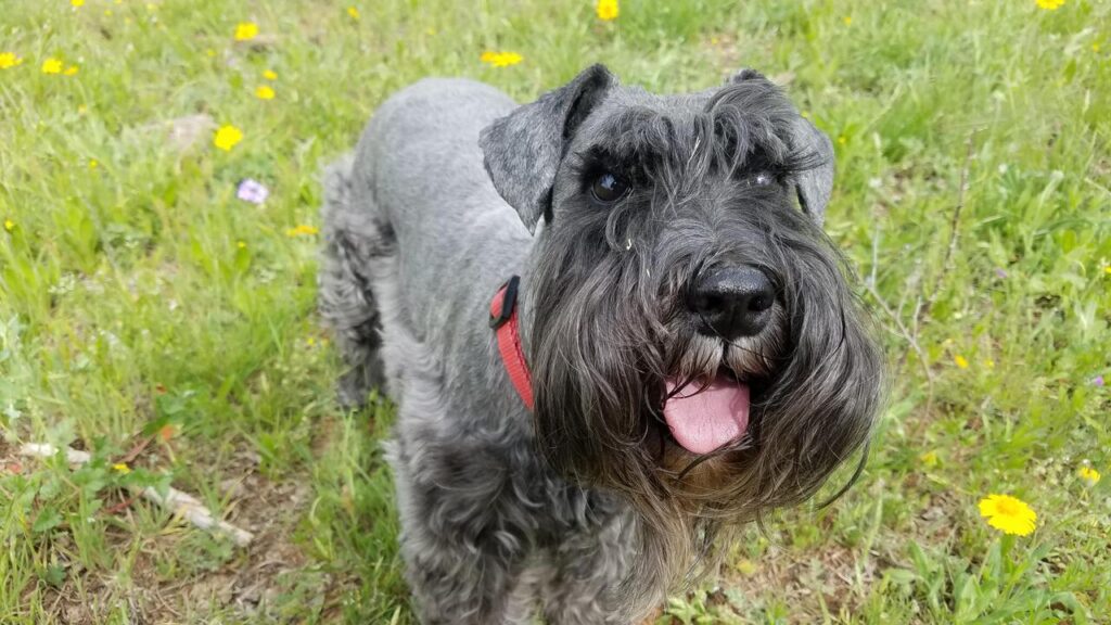 Schnauzer Eyelashes - Grooming Tips & Beauty Secrets