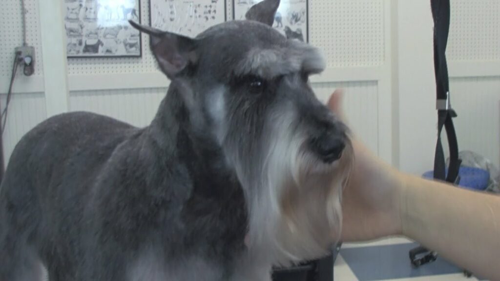 Schnauzer Without Beard: Beard-Free Transformation!