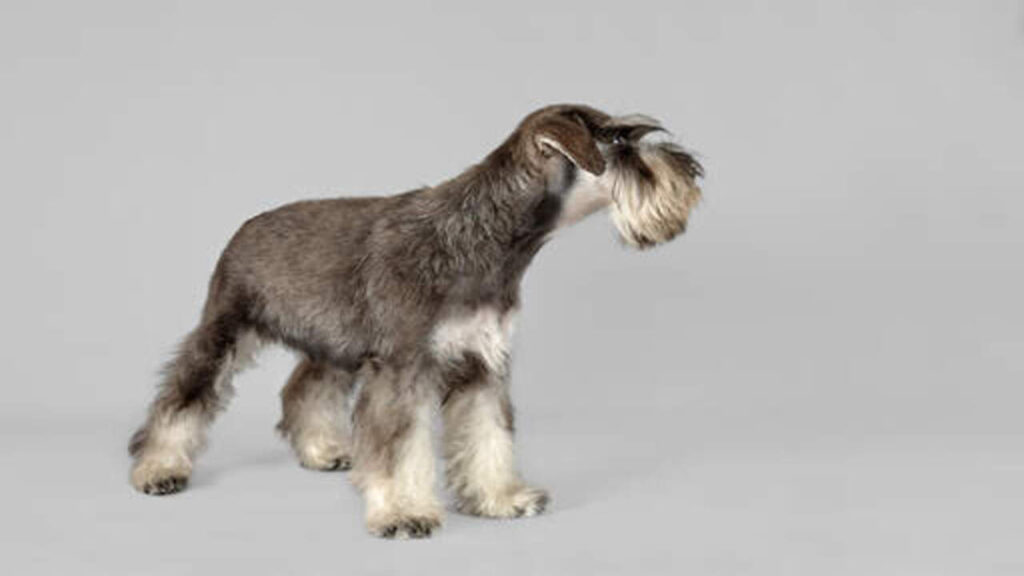 Schnauzer Without Beard: Beard-Free Transformation!