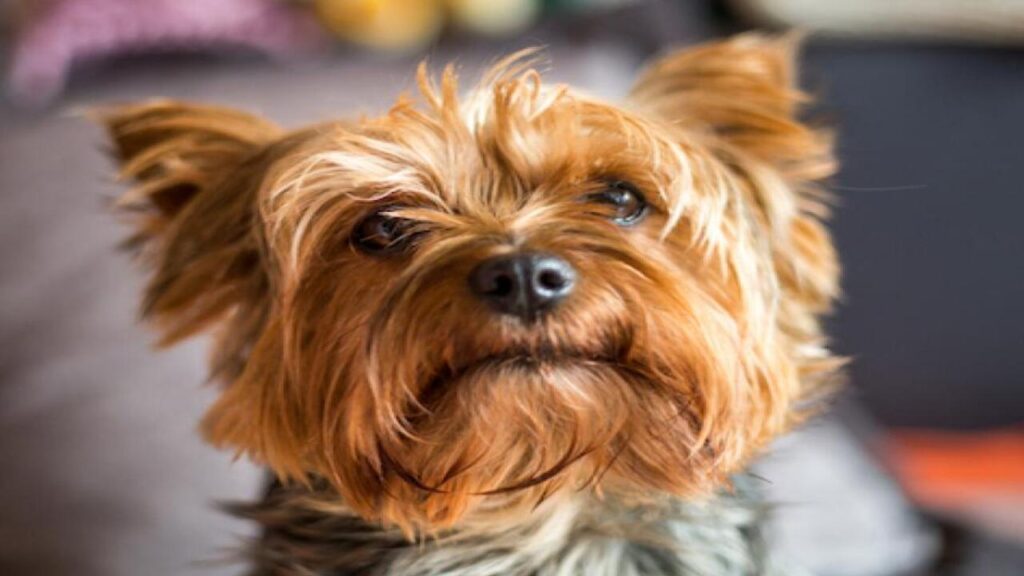 Liver Shunt In 9 Week Old Puppy - Early Action For Wellness