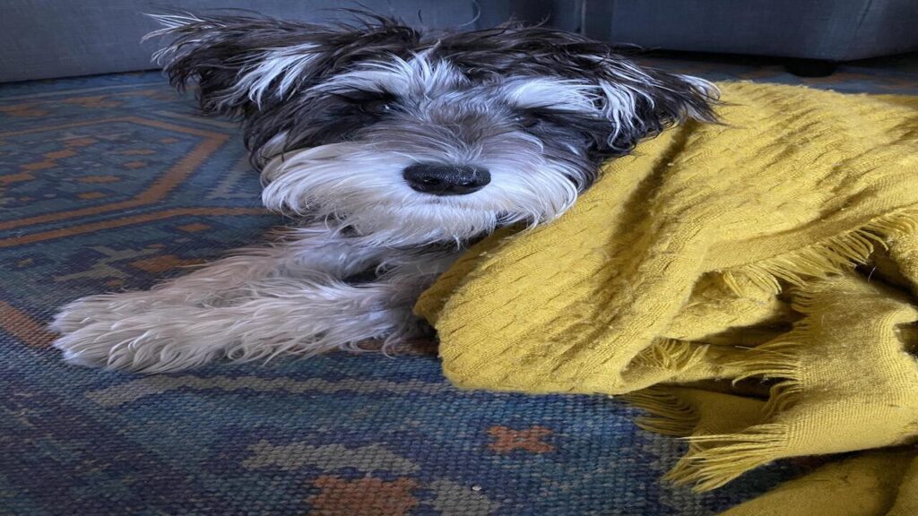 Schnauzer Eyelashes - Grooming Tips & Beauty Secrets