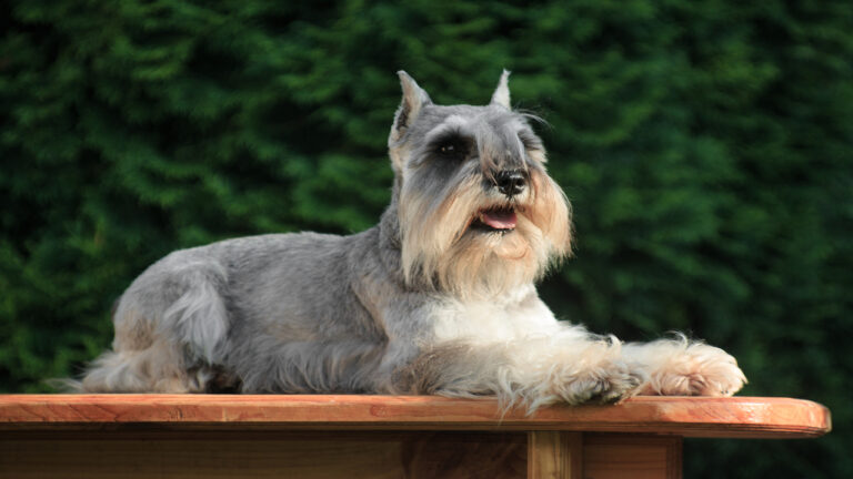 Schnauzer Without Beard: Beard-Free Transformation!