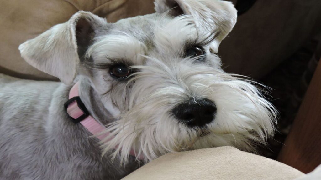 Schnauzer Eyelashes - Grooming Tips & Beauty Secrets