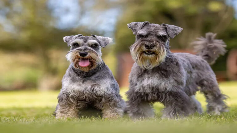 Giant Schnauzer Vs Mini Schnauzer - A Comprehensive Guide