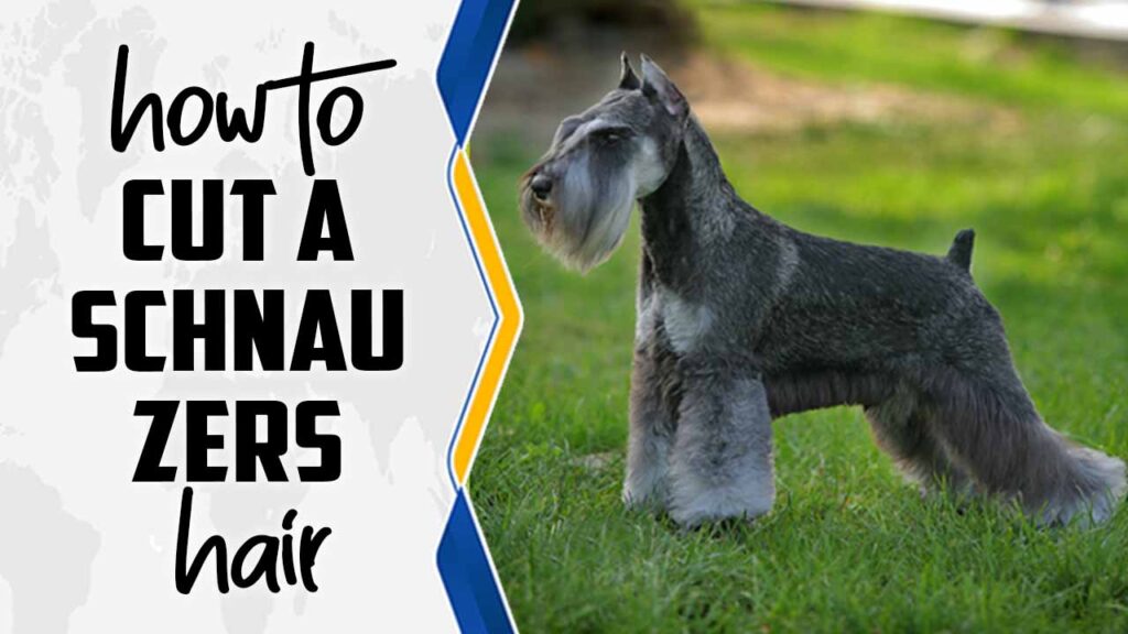 How To Cut A Schnauzers Hair: Grooming Mastery