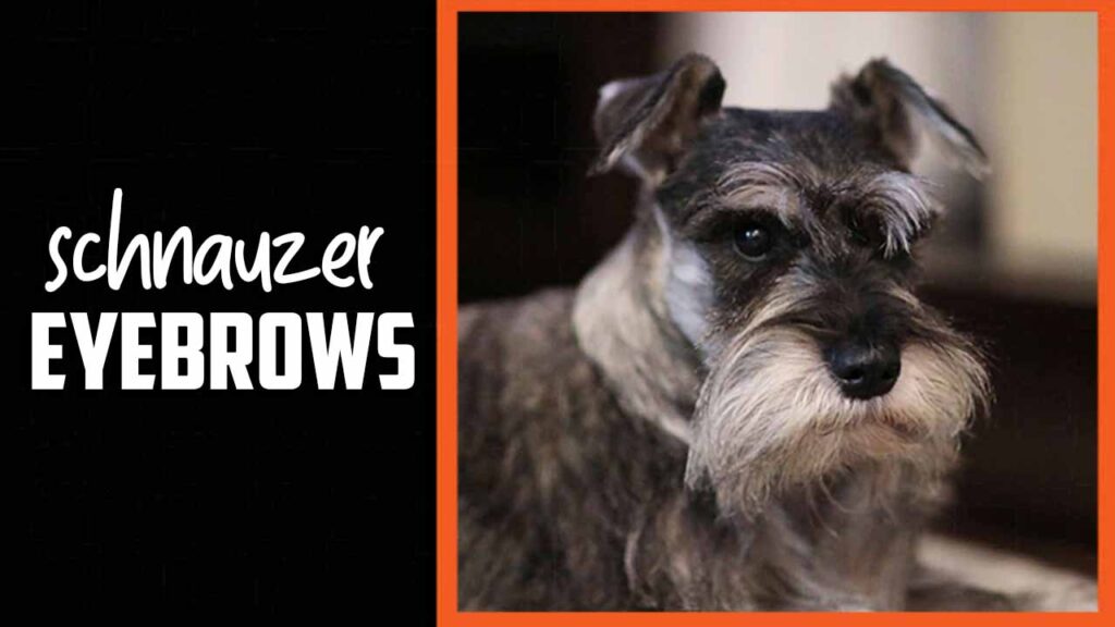 schnauzer eyebrows- Eyebrow Elegance