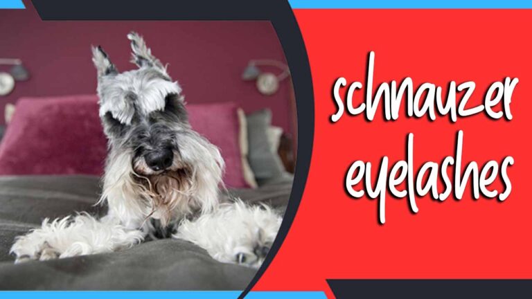 Schnauzer Eyelashes - Grooming Tips & Beauty Secrets