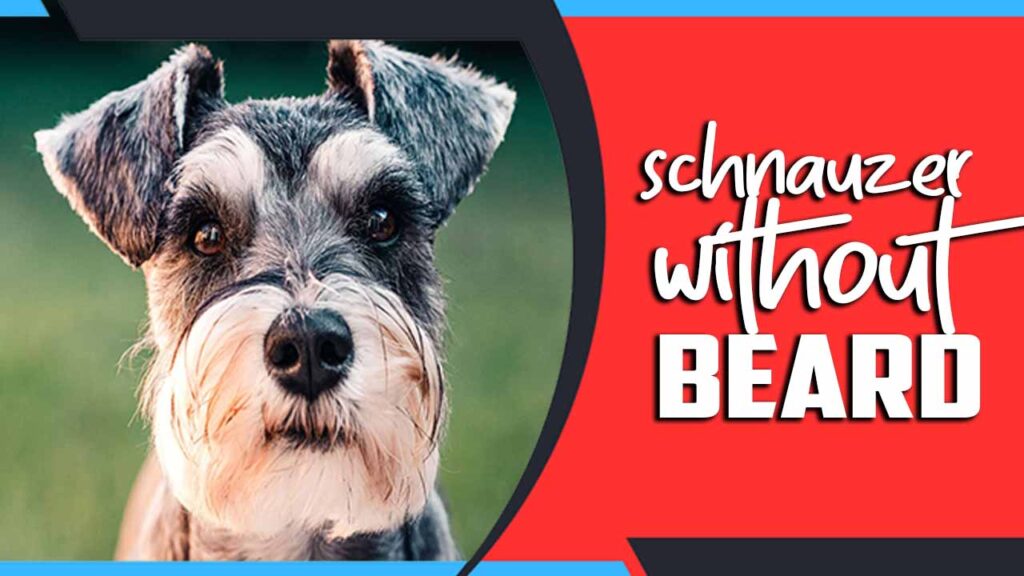Schnauzer Without Beard: Beard-Free Transformation!