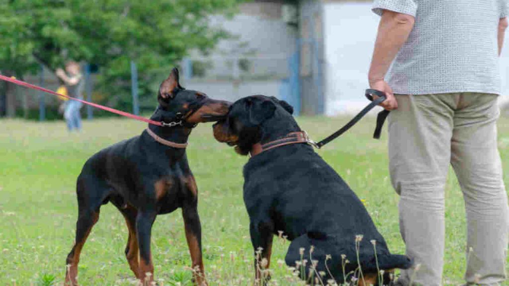 Rottweiler Doberman Mix: Majestic Fusion
