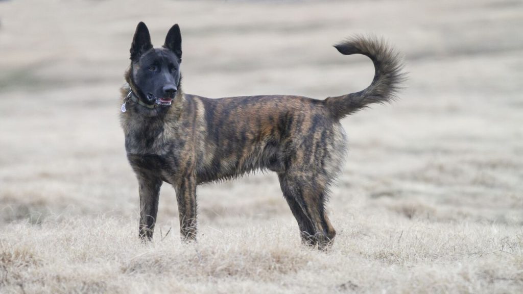 Traditional Dutch Dog Breeds - Traditional Dutch Dog Breeds