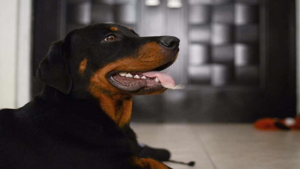Rottweiler Doberman Mix: Majestic Fusion