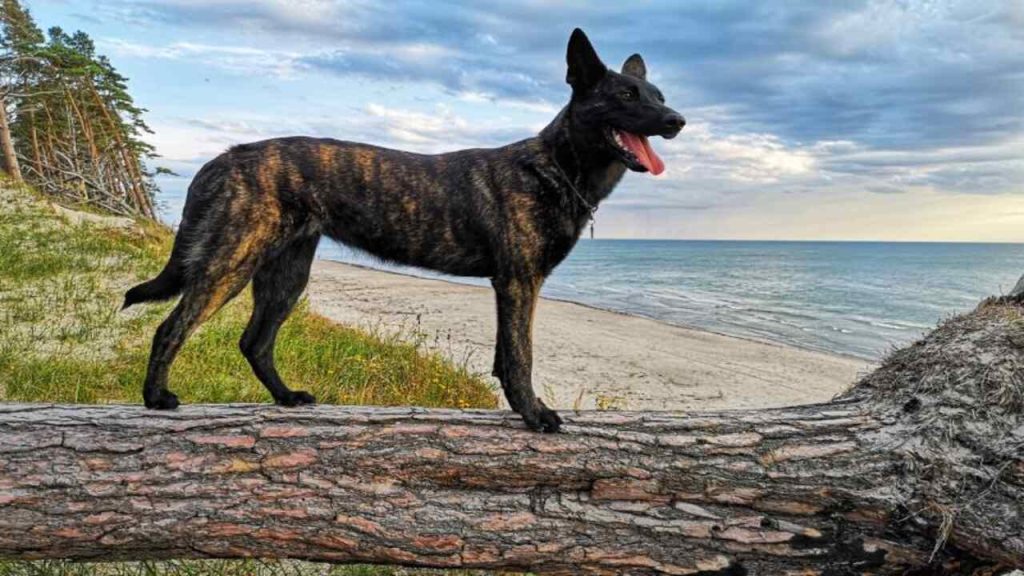 Traditional Dutch Dog Breeds - Traditional Dutch Dog Breeds