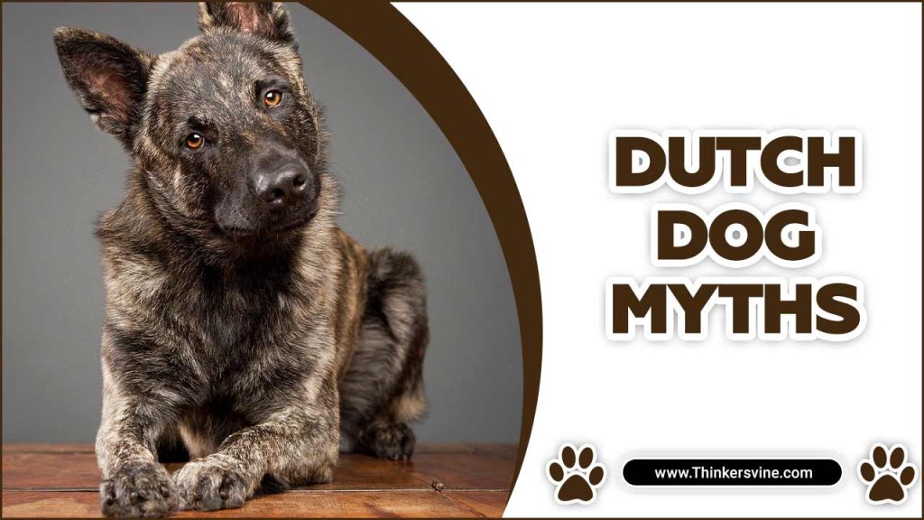 Dutch Dog Myths - A Beginner Guide