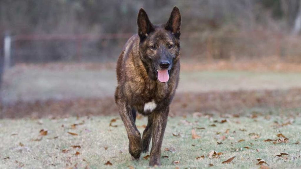 Traditional Dutch Dog Breeds - Traditional Dutch Dog Breeds