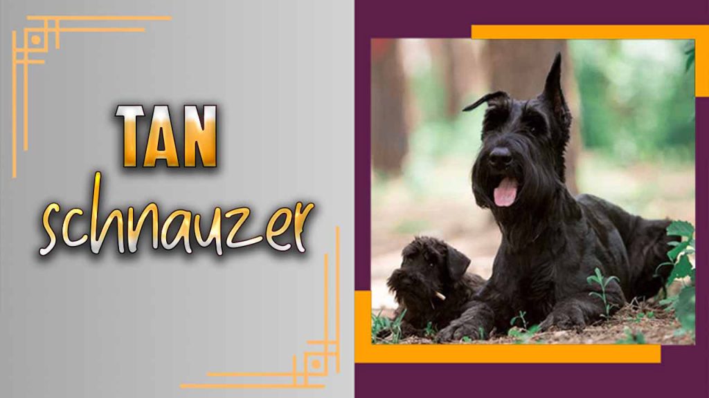 Tan Schnauzer - Elegance Unveiling