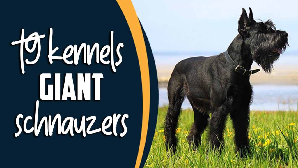 T9 Kennels Giant Schnauzers: Details Guide Of This Breeds